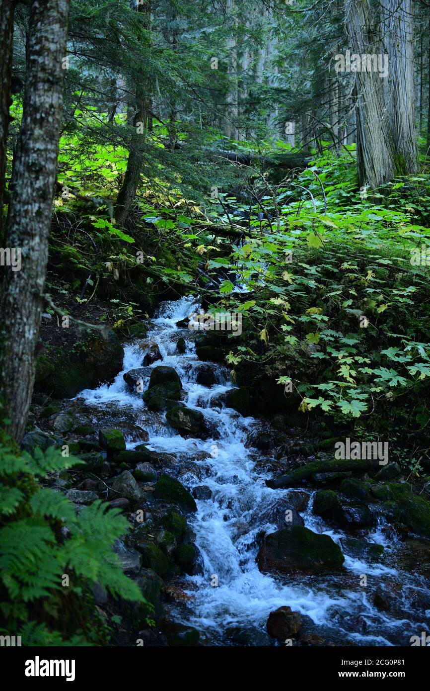Ancient forest provincial park hi-res stock photography and images - Alamy