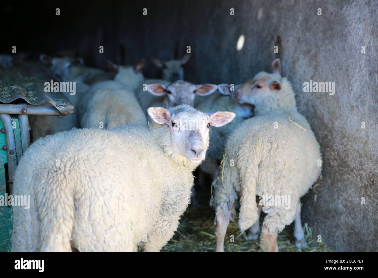 Sheep lambs in barn hi-res stock photography and images - Alamy
