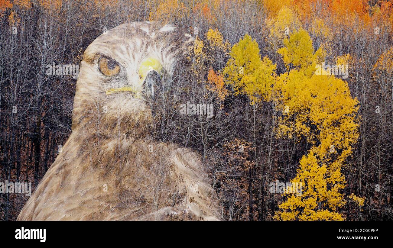 Double exposure wildlife hi-res stock photography and images - Alamy
