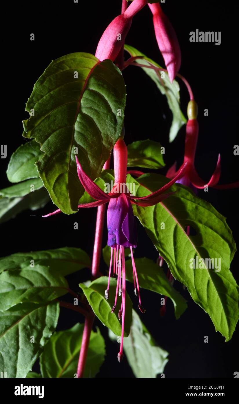 Fuschia hi-res stock photography and images - Alamy