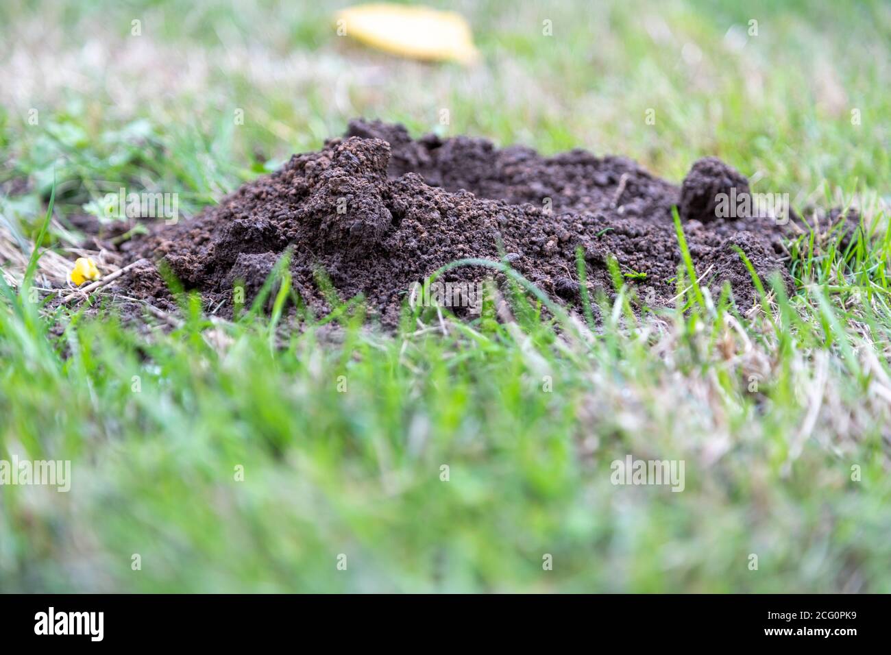 Fresh molehill hi-res stock photography and images - Alamy