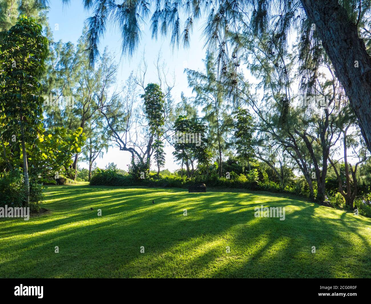 Trimmed green lawn in the garden on Mauritius island. Soft silk grass ...
