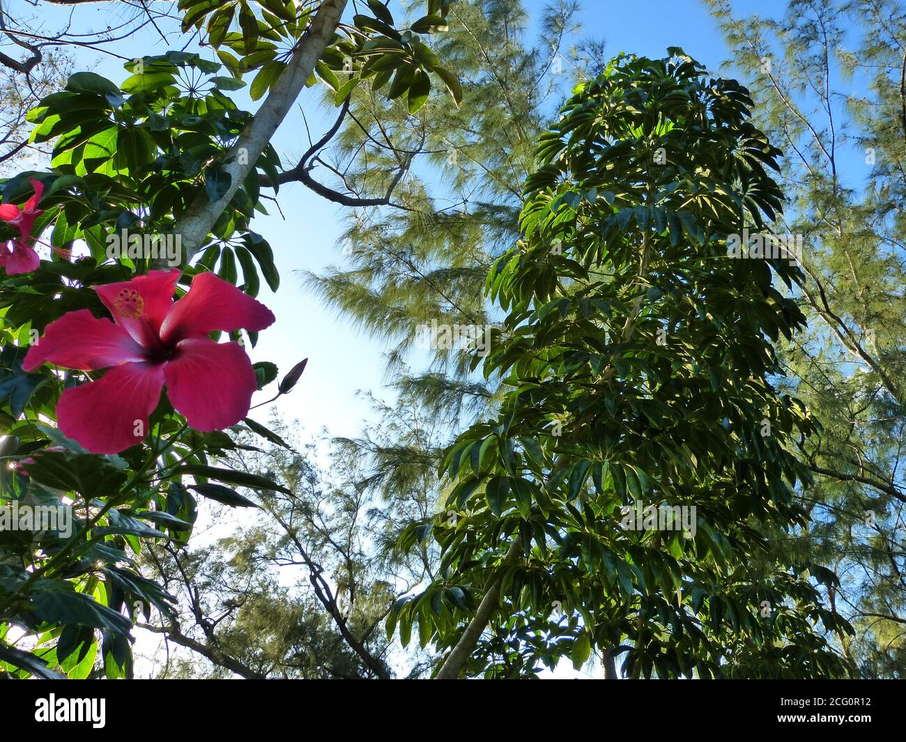 Beautiful red Chinese hibiscus flower in the garden of Mauritius island ...