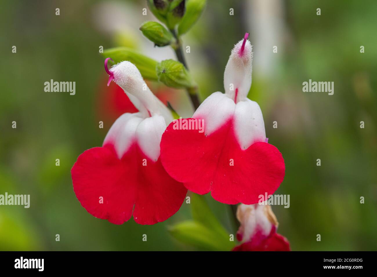 Salvia x jamensis ‘hot lips’ hi-res stock photography and images - Alamy