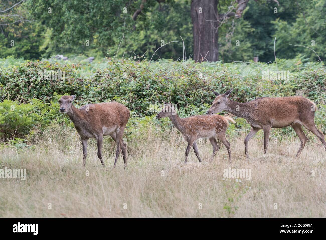 Spotted fawn uk hi-res stock photography and images - Alamy