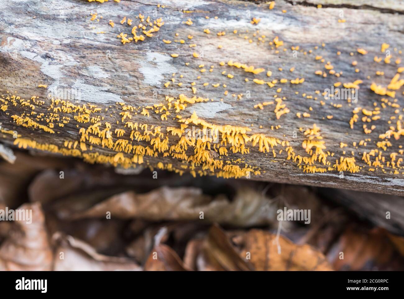 Small Staghorn fungus (Calocera cornea Stock Photo - Alamy