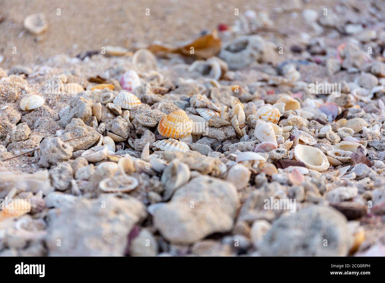 Many colorful shells lying on the sandy beach in Dubai, United Arab ...