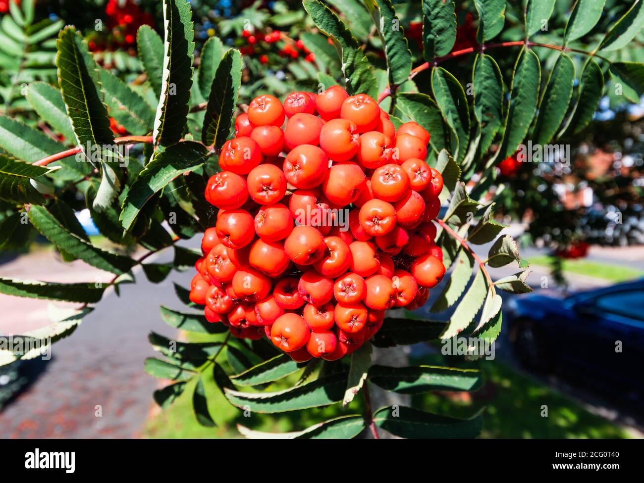 Closeup of scarlet (red) berries clumped together, the fruits of a ...