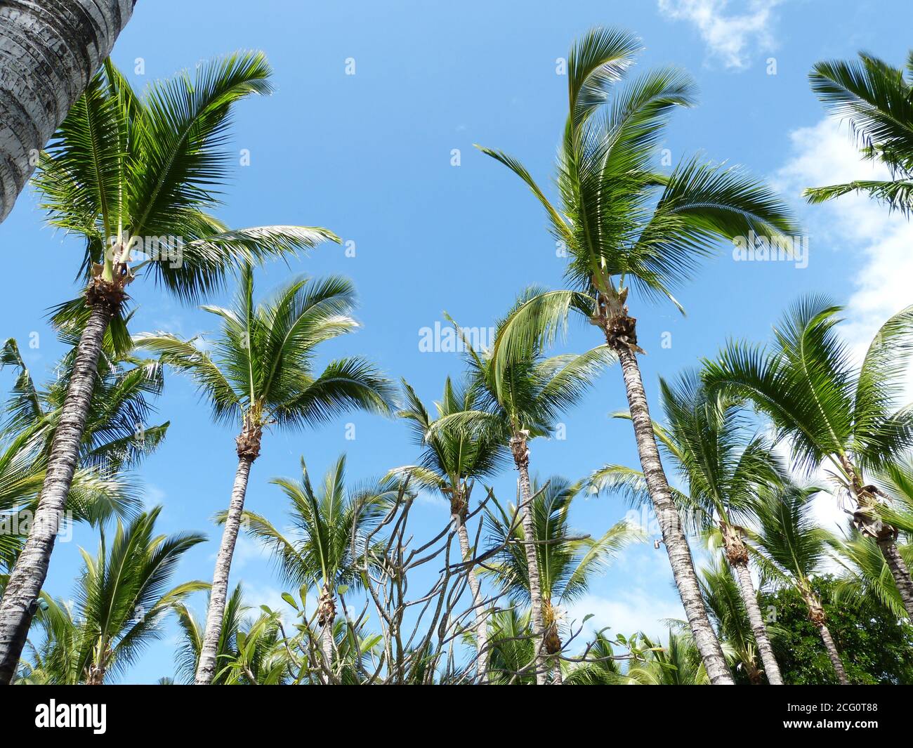 Green coconut palm trees against blue clear sky. Tropical nature of ...