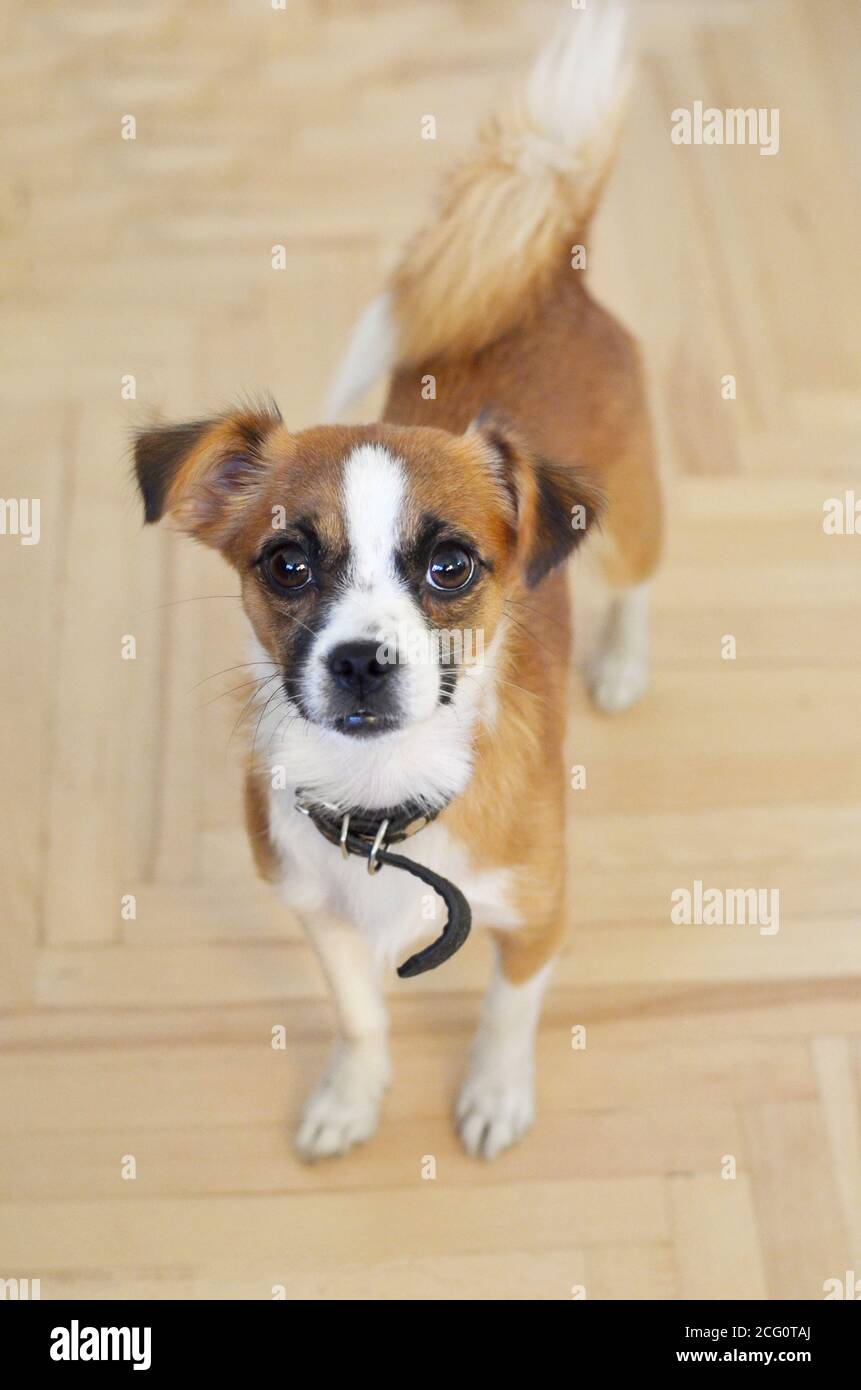 Small Dog indoor portrait Stock Photo - Alamy