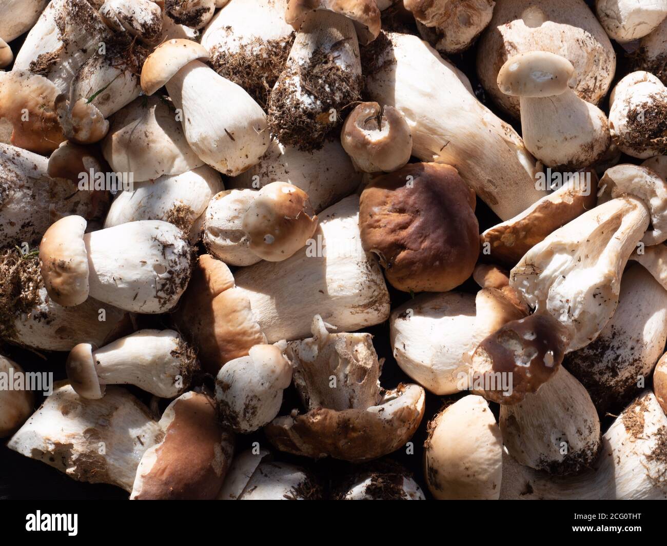 Texture with porcini mushrooms from the forest Stock Photo - Alamy