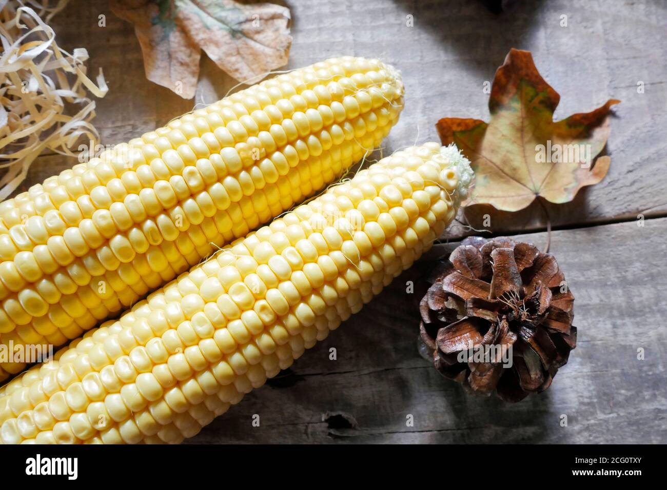 Ripe corn grains. macro. Corn on the cob, the food is ripe, juicy ...