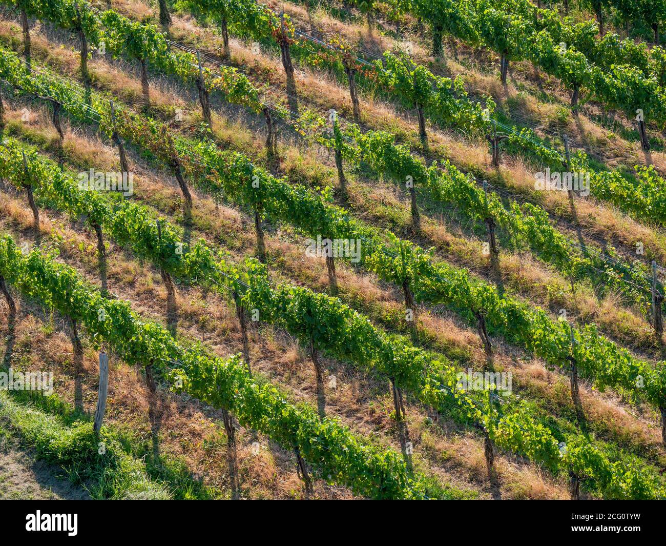 Grapevines aerial hi-res stock photography and images - Alamy