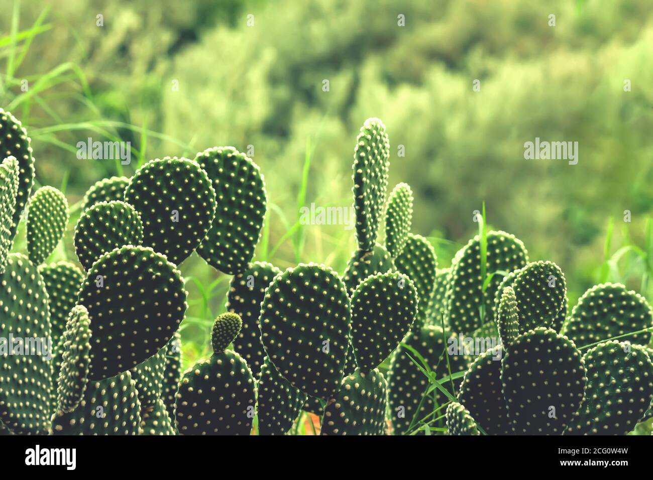 Cactus on nature background, vintage pastel tone color Stock Photo - Alamy