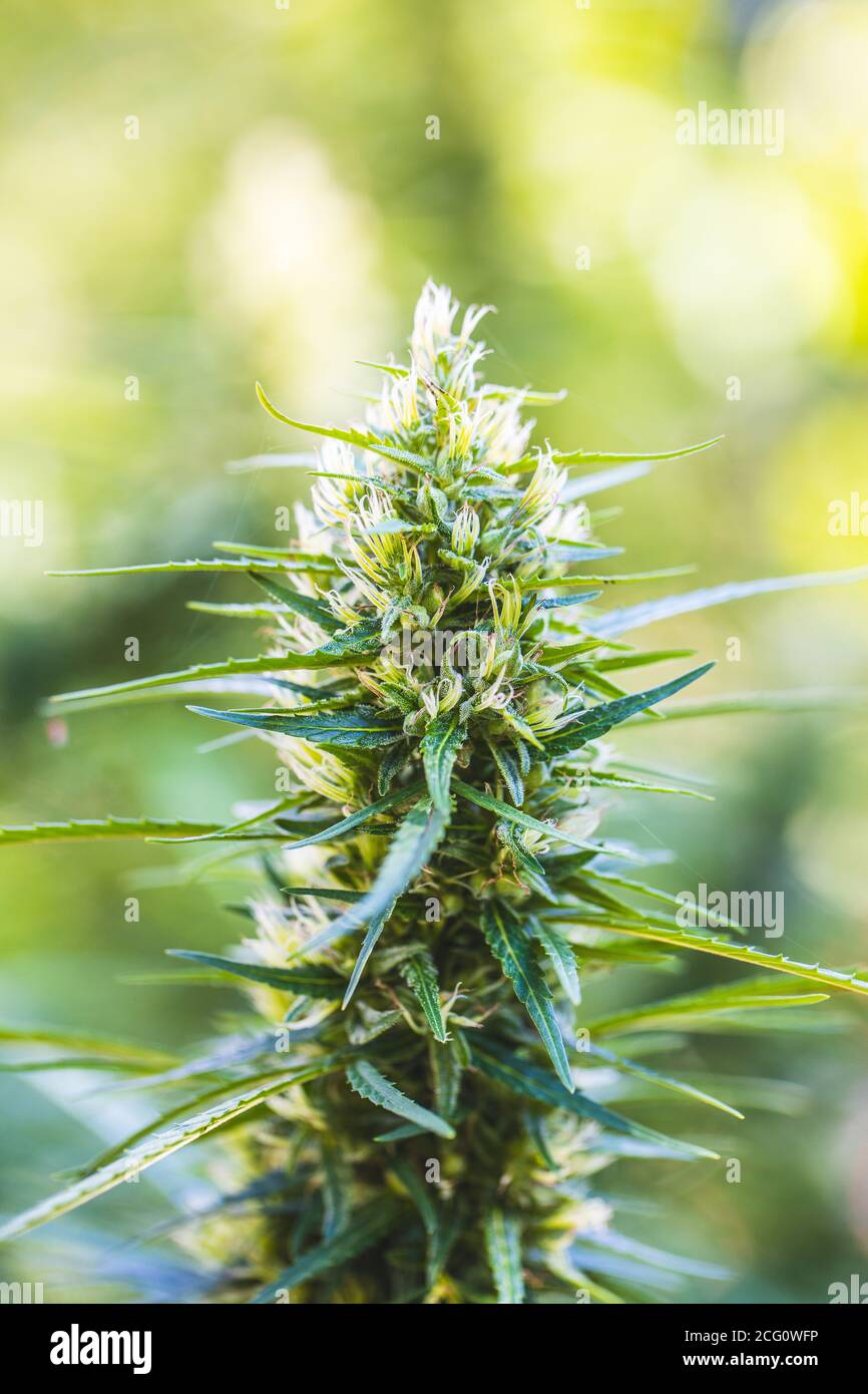 Marijuana bud flowers of cannabis in the garden Stock Photo - Alamy