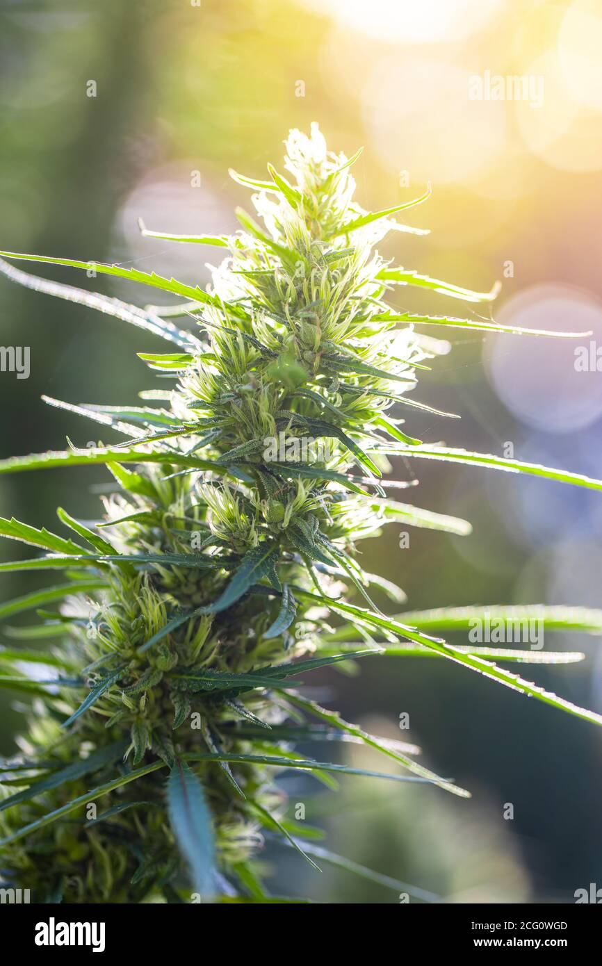 Bud and flowers hi-res stock photography and images - Alamy