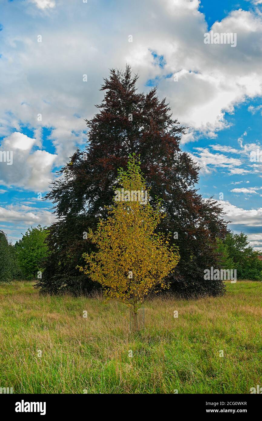 Two Trees Shaped the same with Blue Sky Stock Photo - Alamy