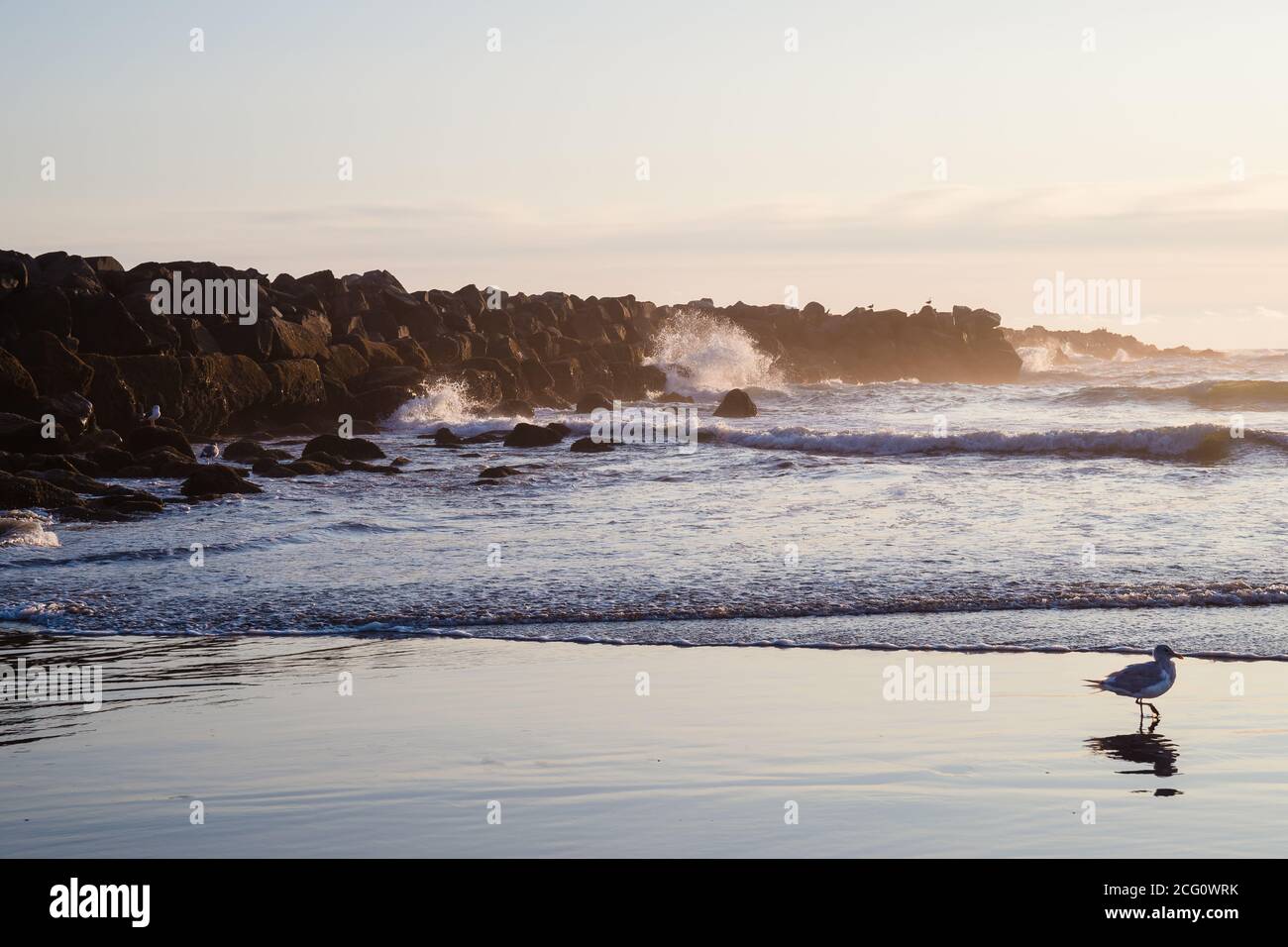Lone Seagull on Ocean Beach with Waves Splashing on Rocky Outcrop at ...