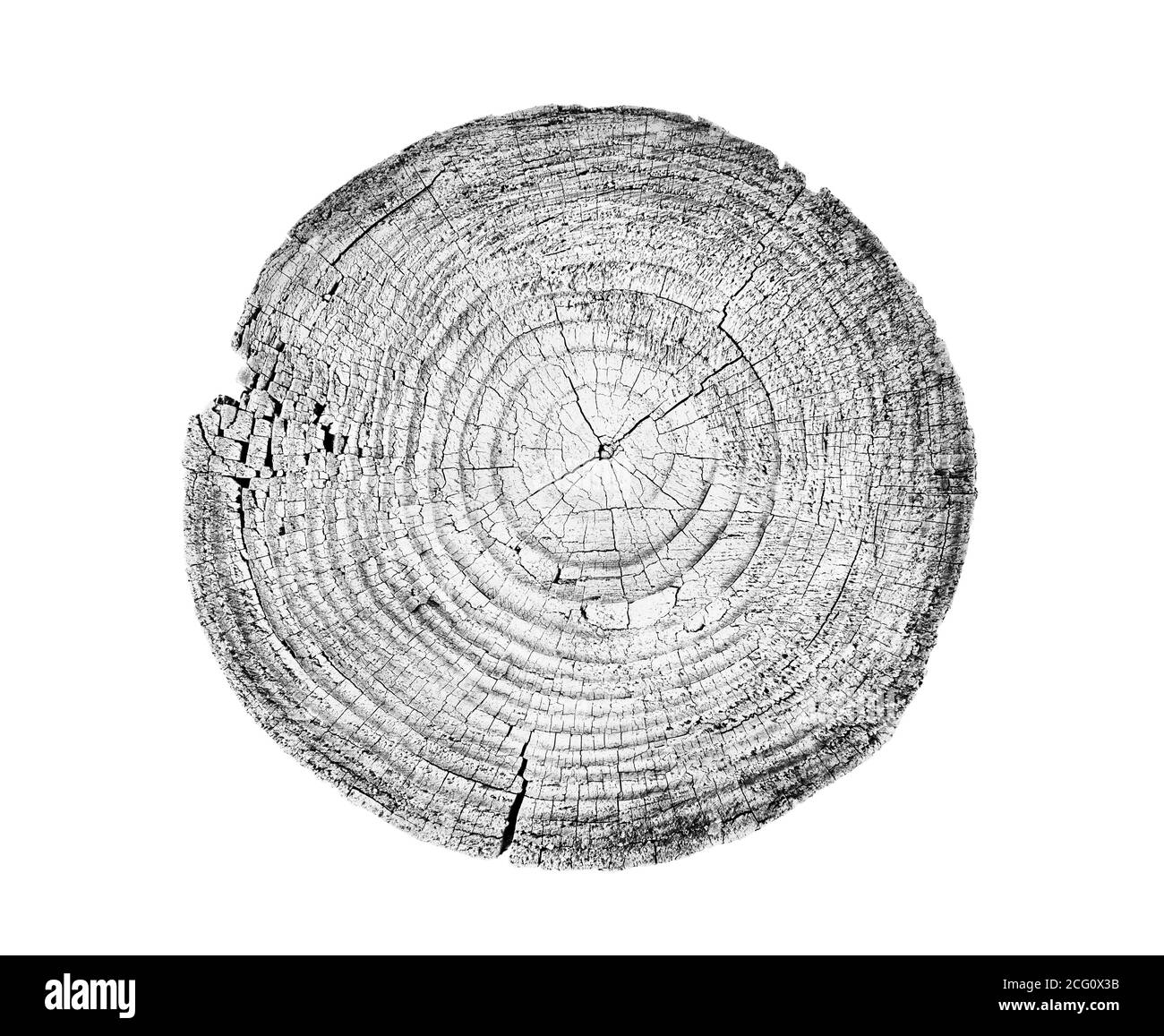 Tree Stump Rings Drawing