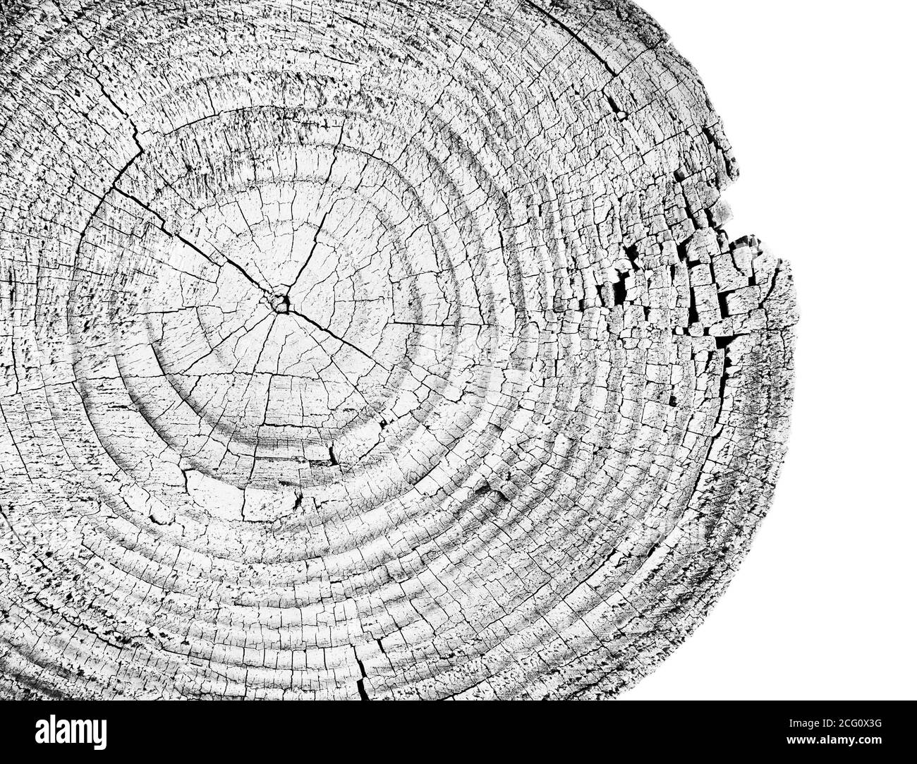Tree Trunk Rings Drawing