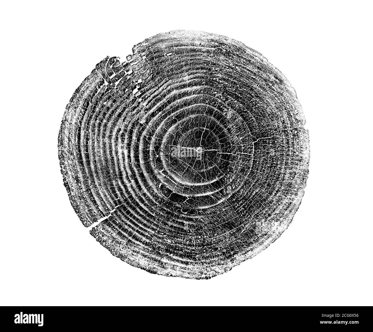 Large piece of round wood with growth rings on a white background ...