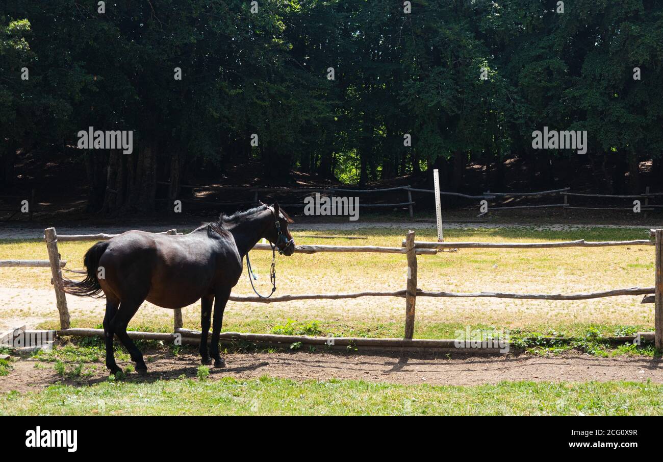 Horse stationed at fence in country farm green training camp trees ...
