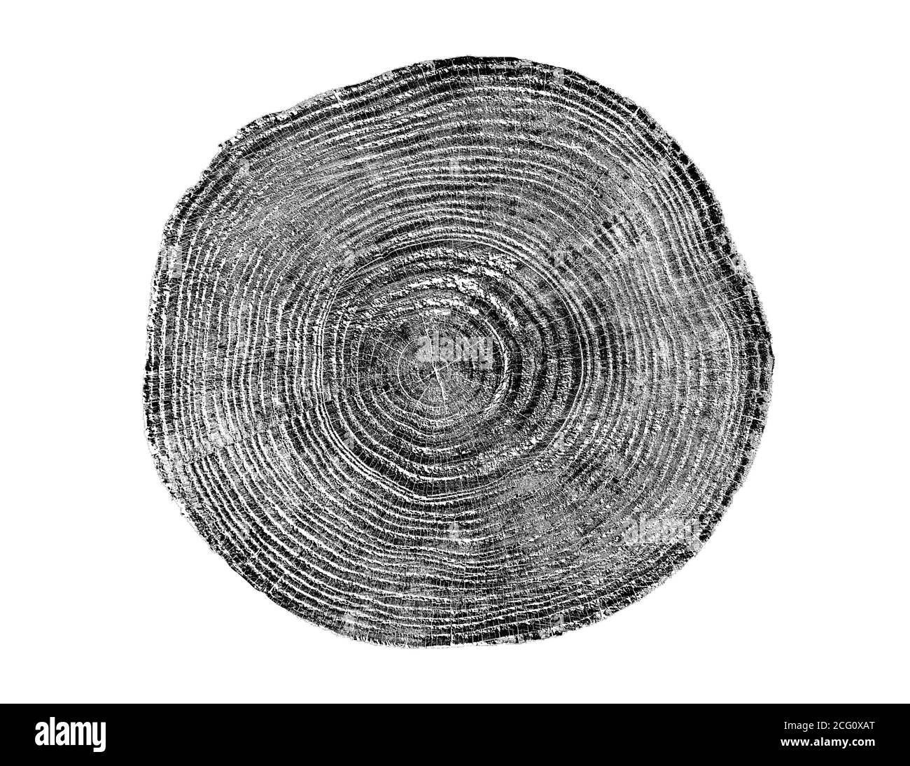 Large piece of round wood with growth rings on a white background ...
