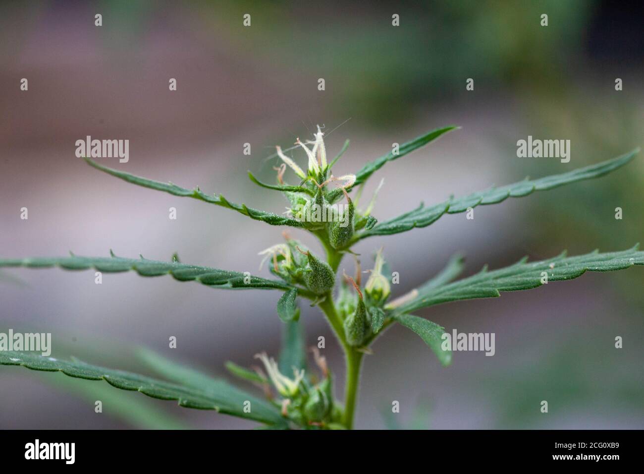 Blooming medical marijuana leaves close up. Juicy mature hemp bots ...