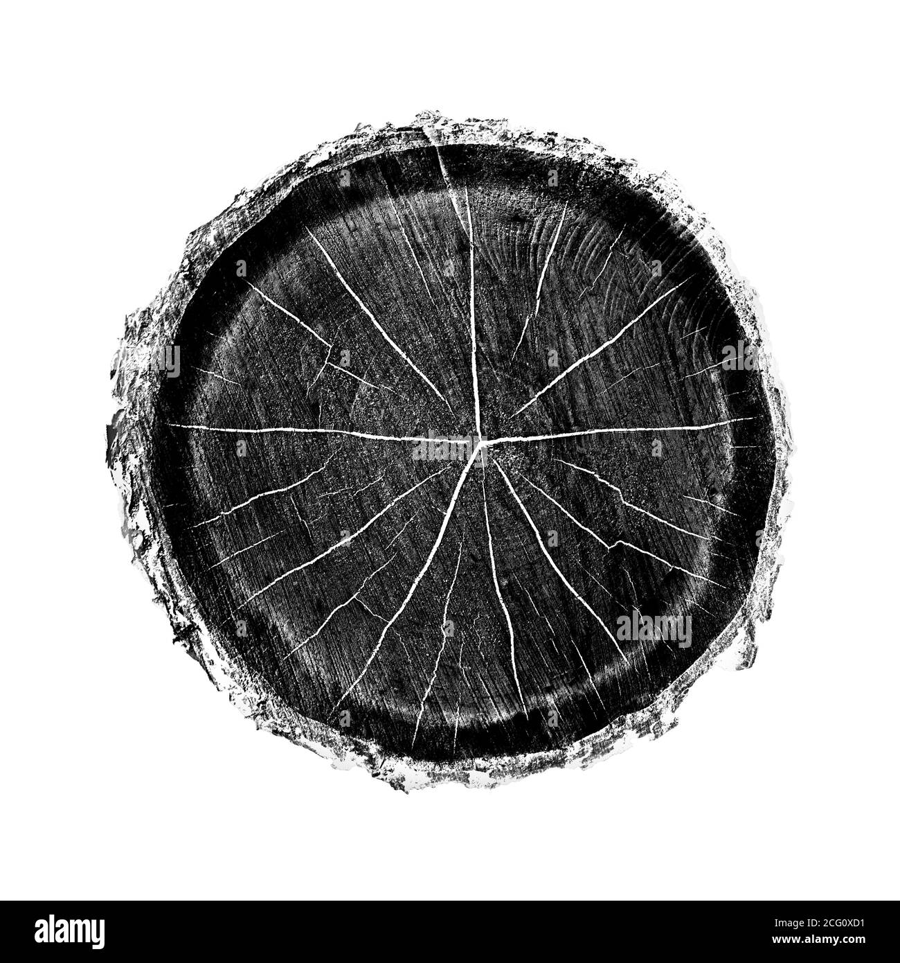 Large piece of round wood with growth rings on a white background ...