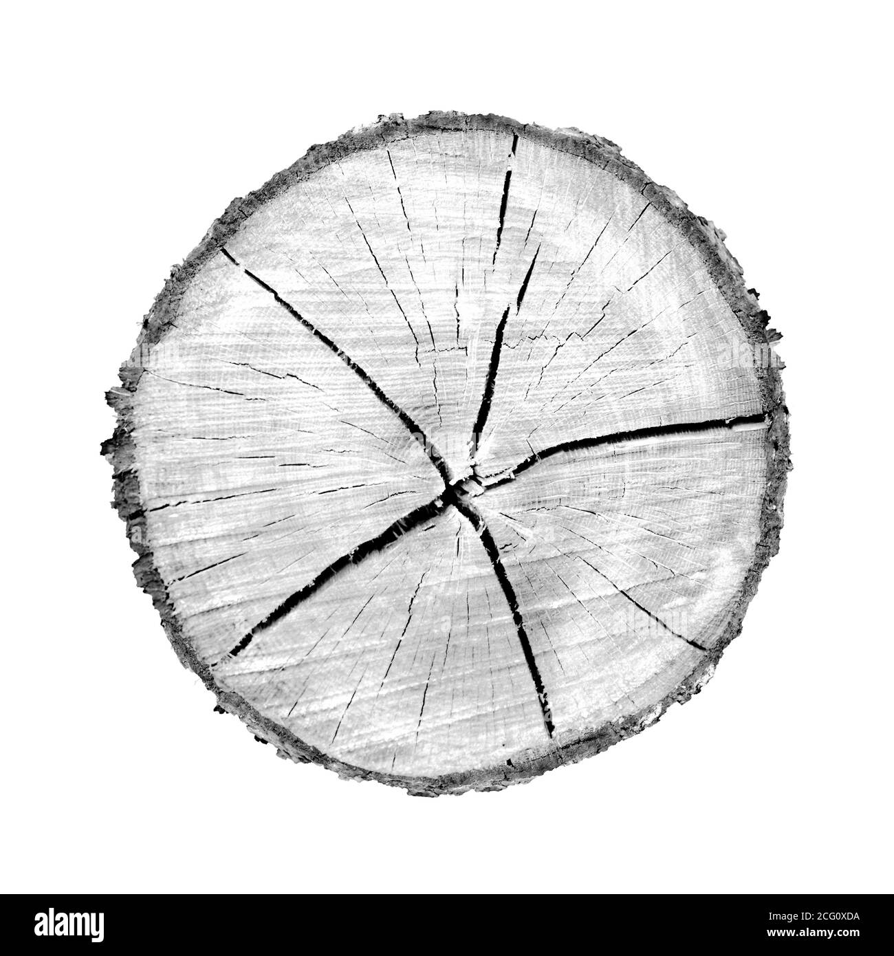 Bark piece Black and White Stock Photos & Images - Alamy