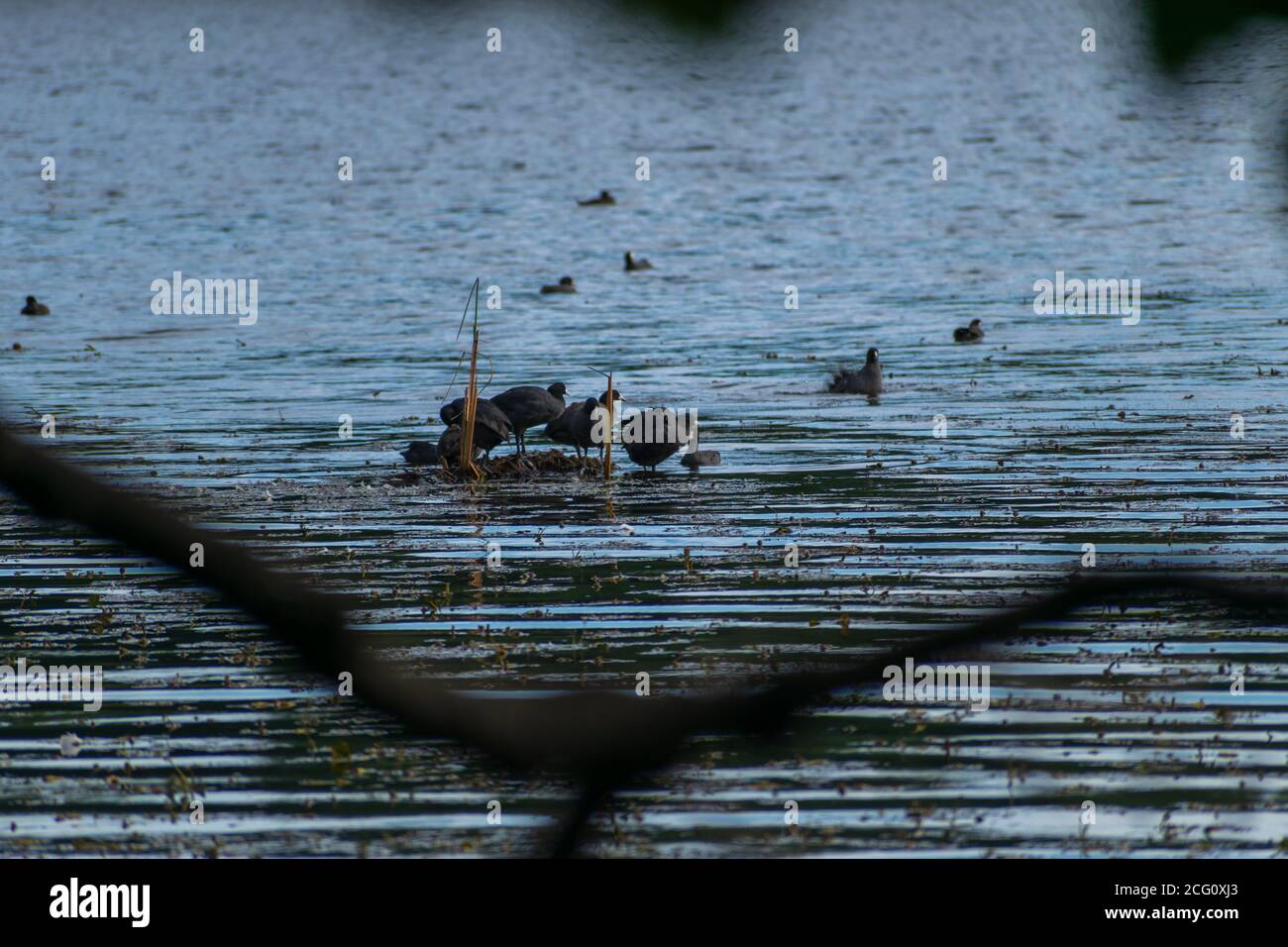 A group of common coots (Fulica atra) sitting on a tiny island in the ...