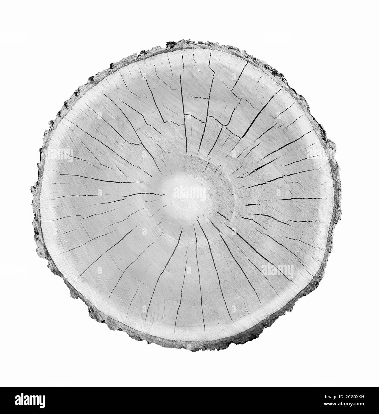 Large piece of round wood with growth rings on a white background ...