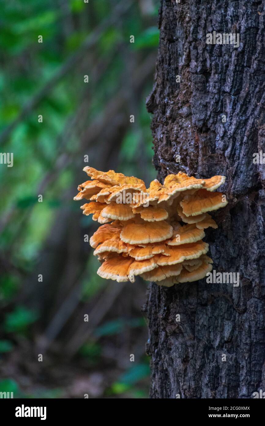 A photograph of chicken-of-the-woods (Laetiporus sulphureus) fungus ...