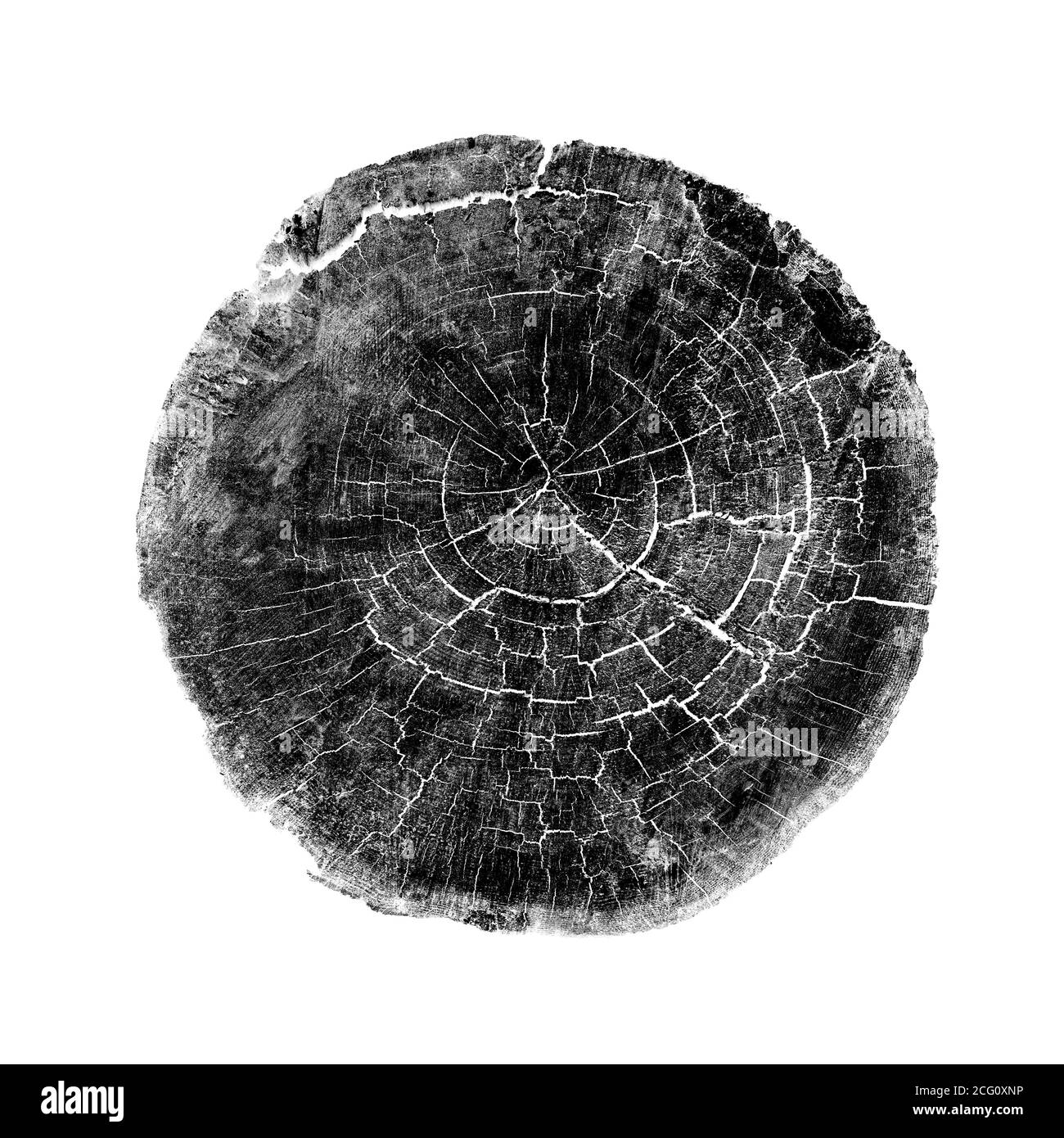 Large piece of round wood with growth rings on a white background ...