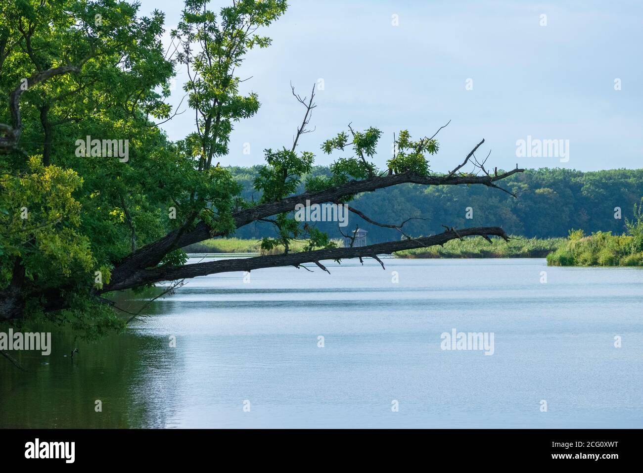 Two tree trunks hi-res stock photography and images - Alamy