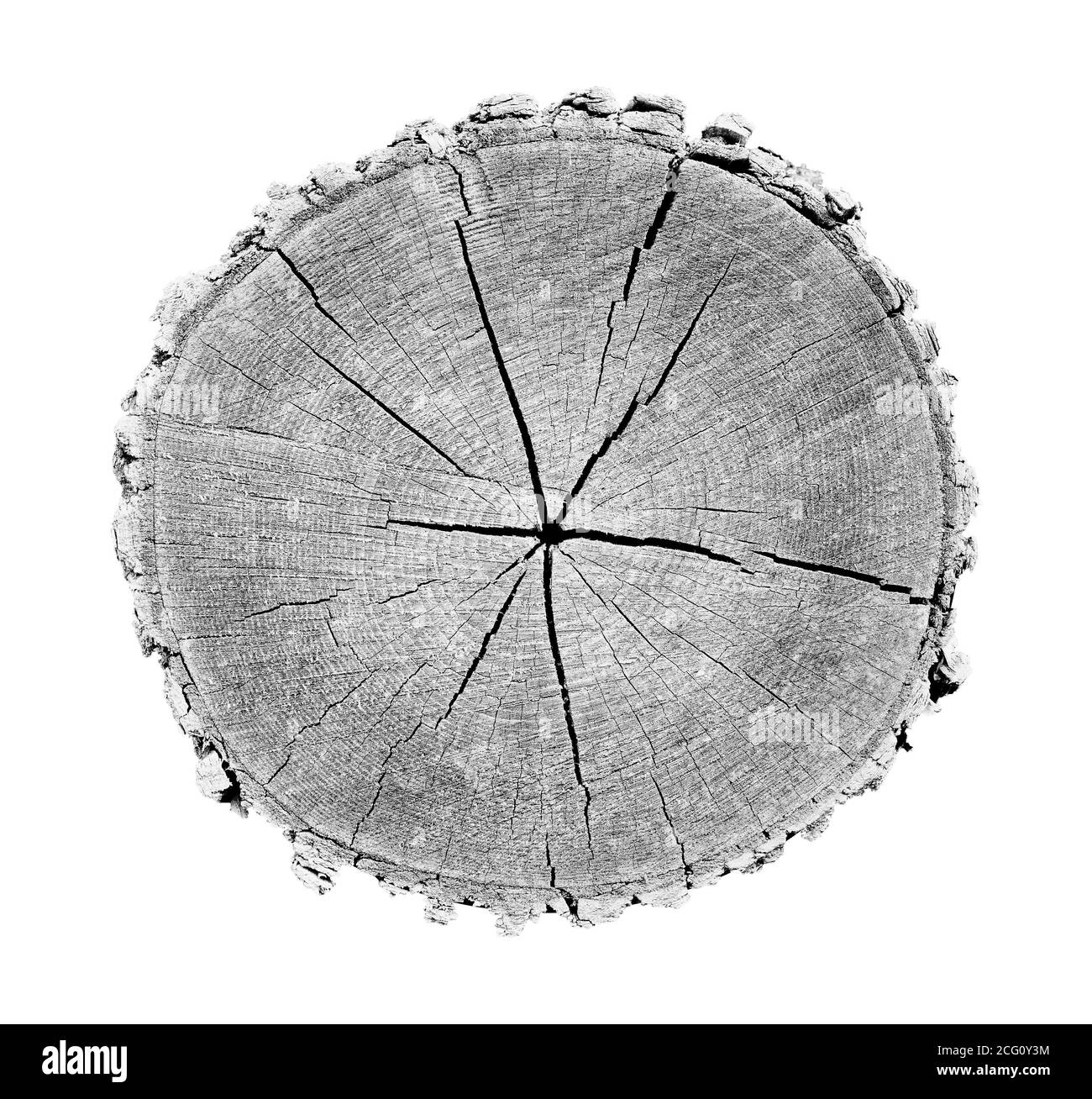 Large piece of round wood with growth rings on a white background ...
