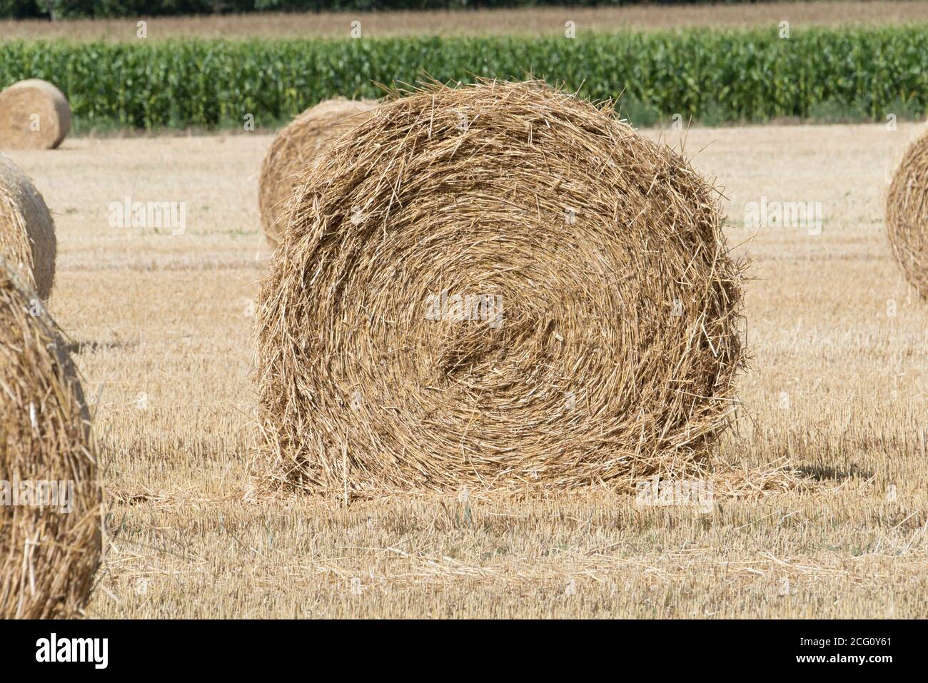 Baling straw rolls in the English countryside Stock Photo - Alamy