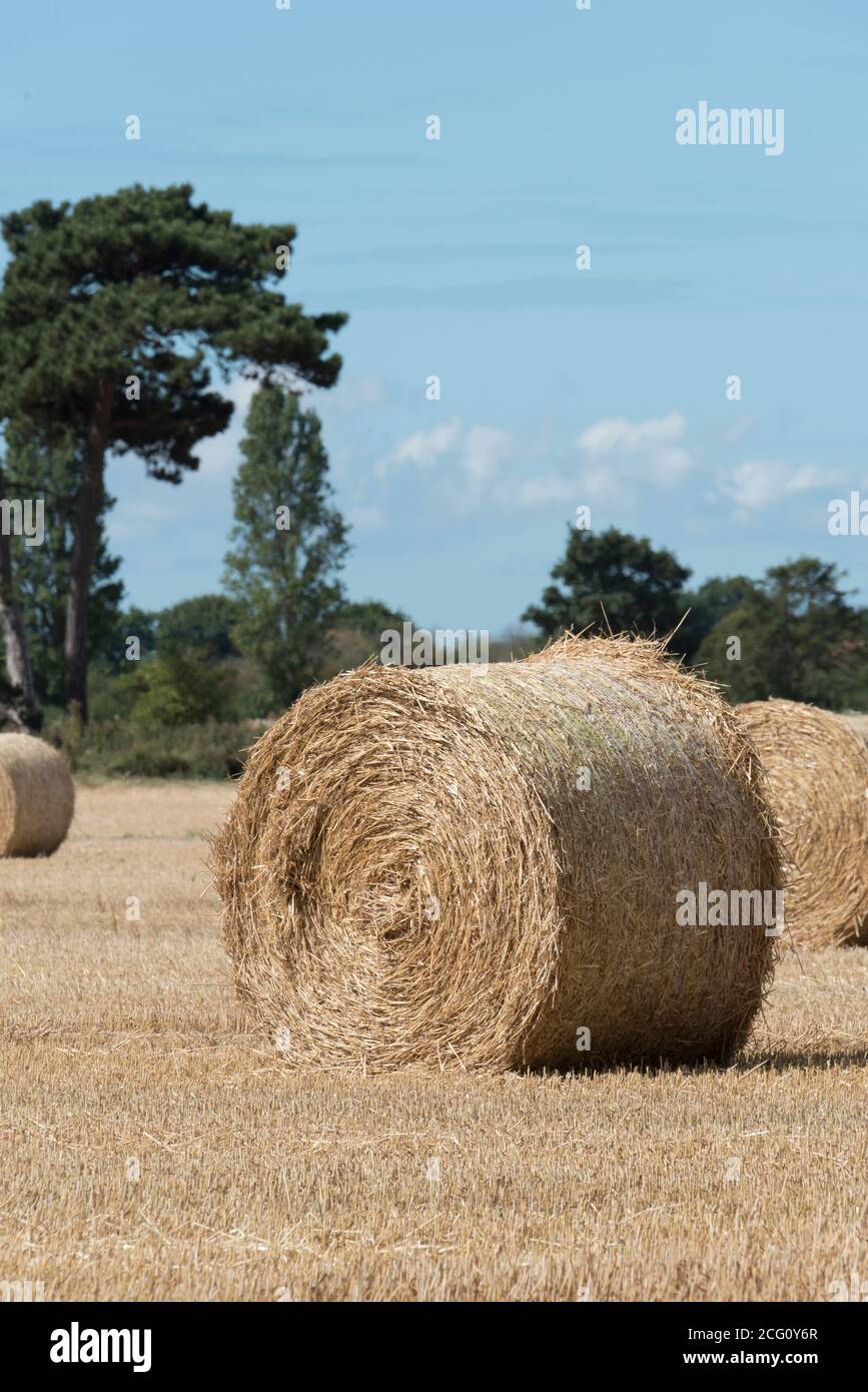 Baling straw rolls in the English countryside Stock Photo - Alamy