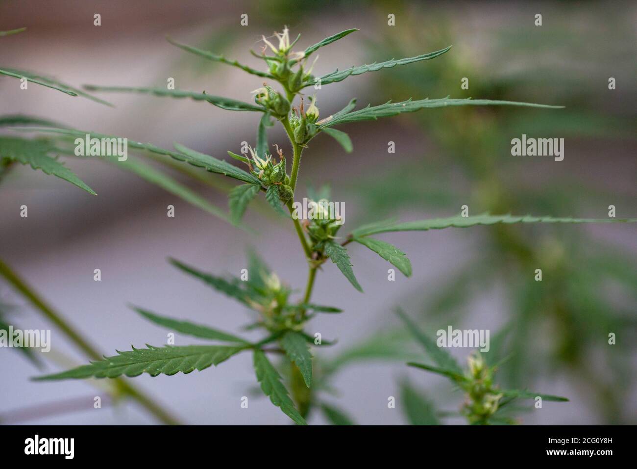 Blooming medical marijuana leaves close up. Juicy mature hemp bots ...