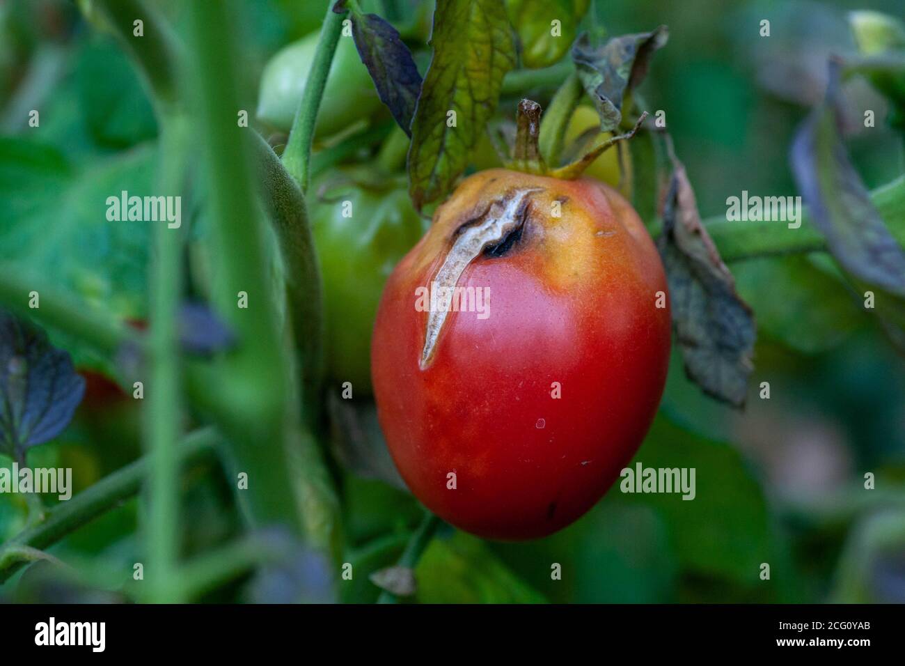 Tomato fruits damaged by bacterial disease. Moisture cracked tomatoes ...