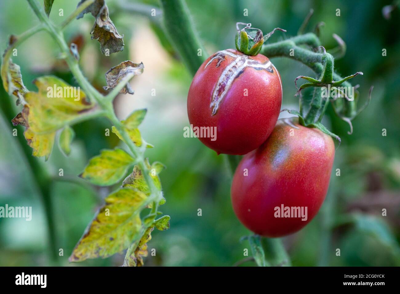 Tomato fruits damaged by bacterial disease. Moisture cracked tomatoes ...