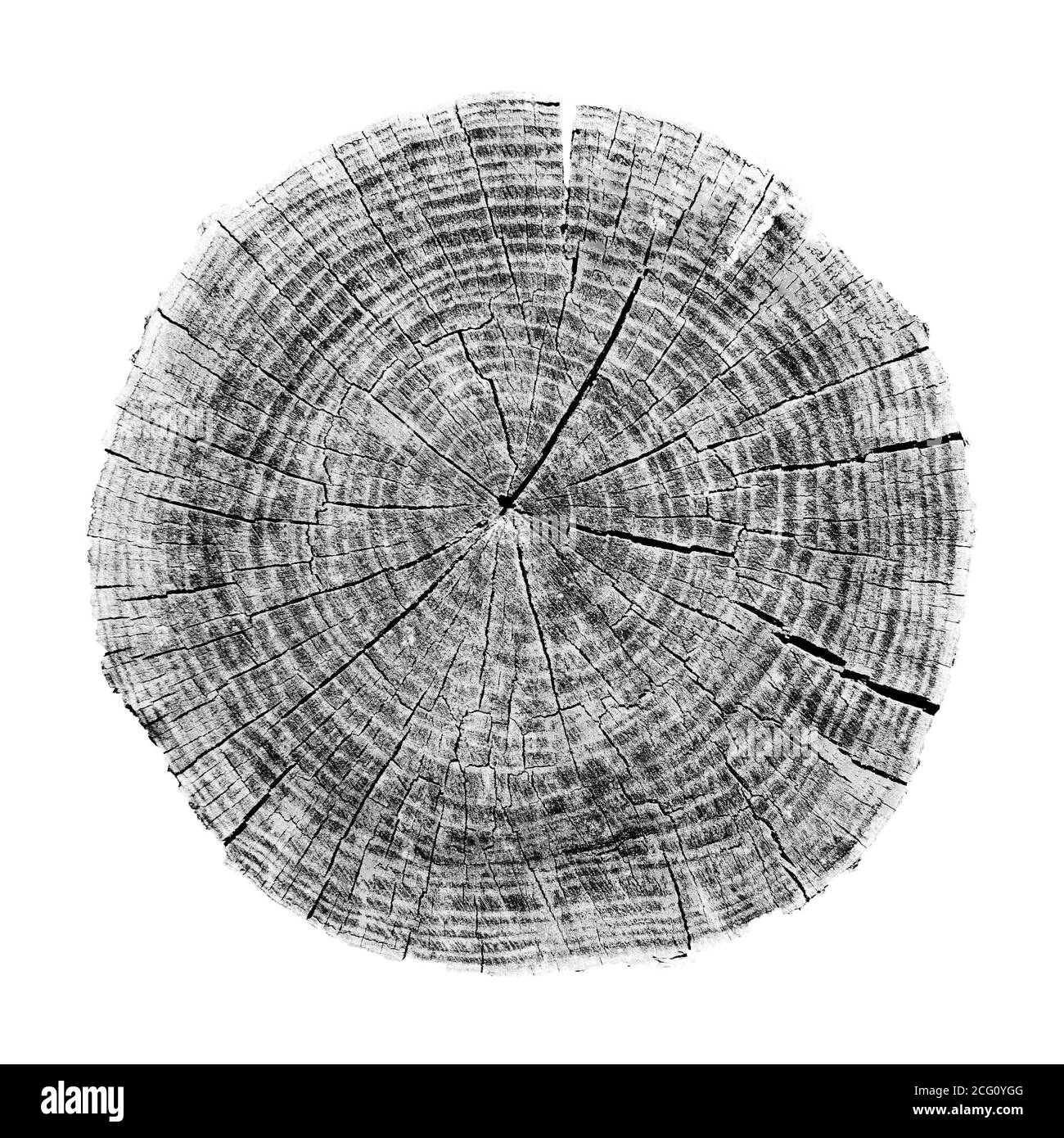 Large piece of round wood with growth rings on a white background ...