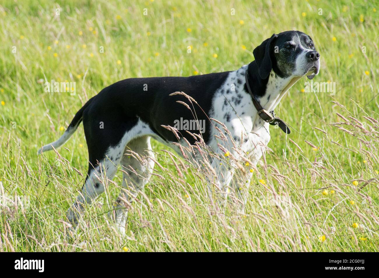 Adult female English Pointer in "point" stance Stock Photo - Alamy