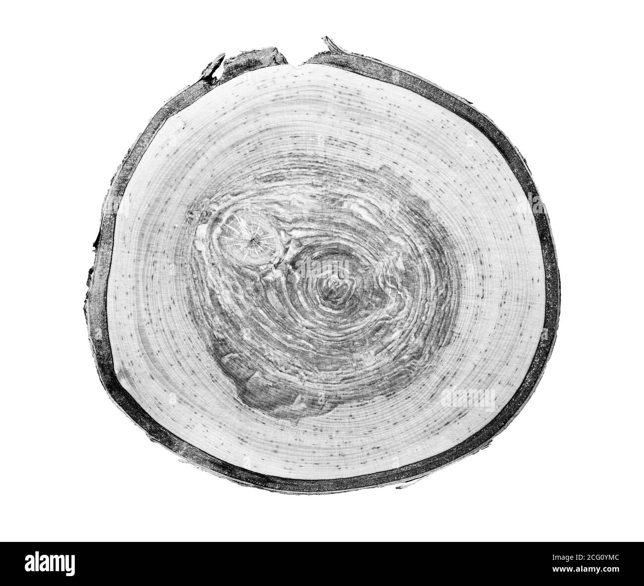 Large piece of round wood with growth rings on a white background ...