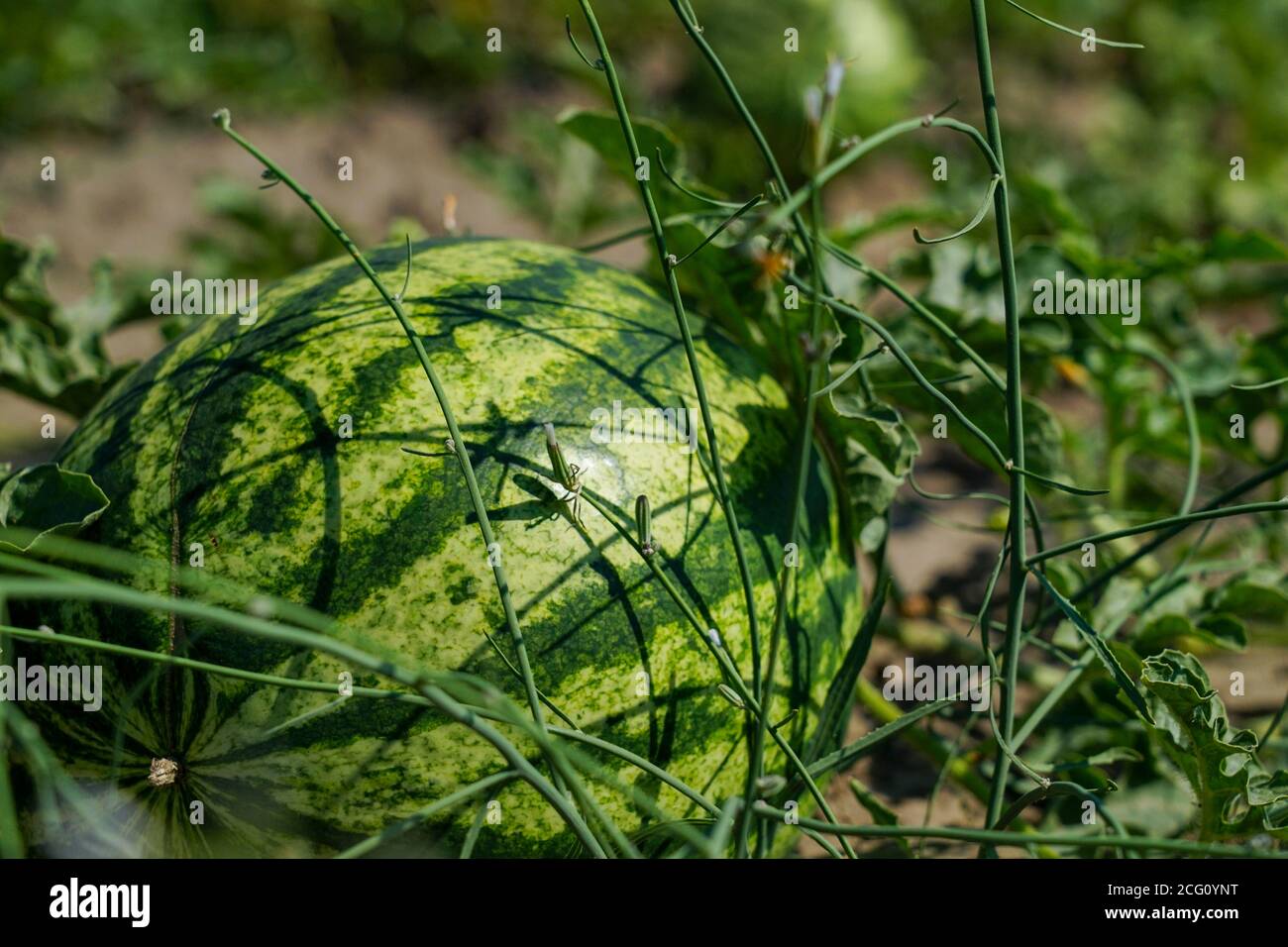 Striped ripe watermelon lies in a watermelon field in the south Stock ...