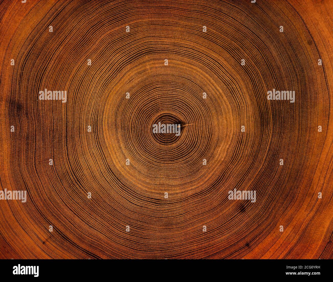 Closeup macro view of end cut wood tree section with cracks and annual ...