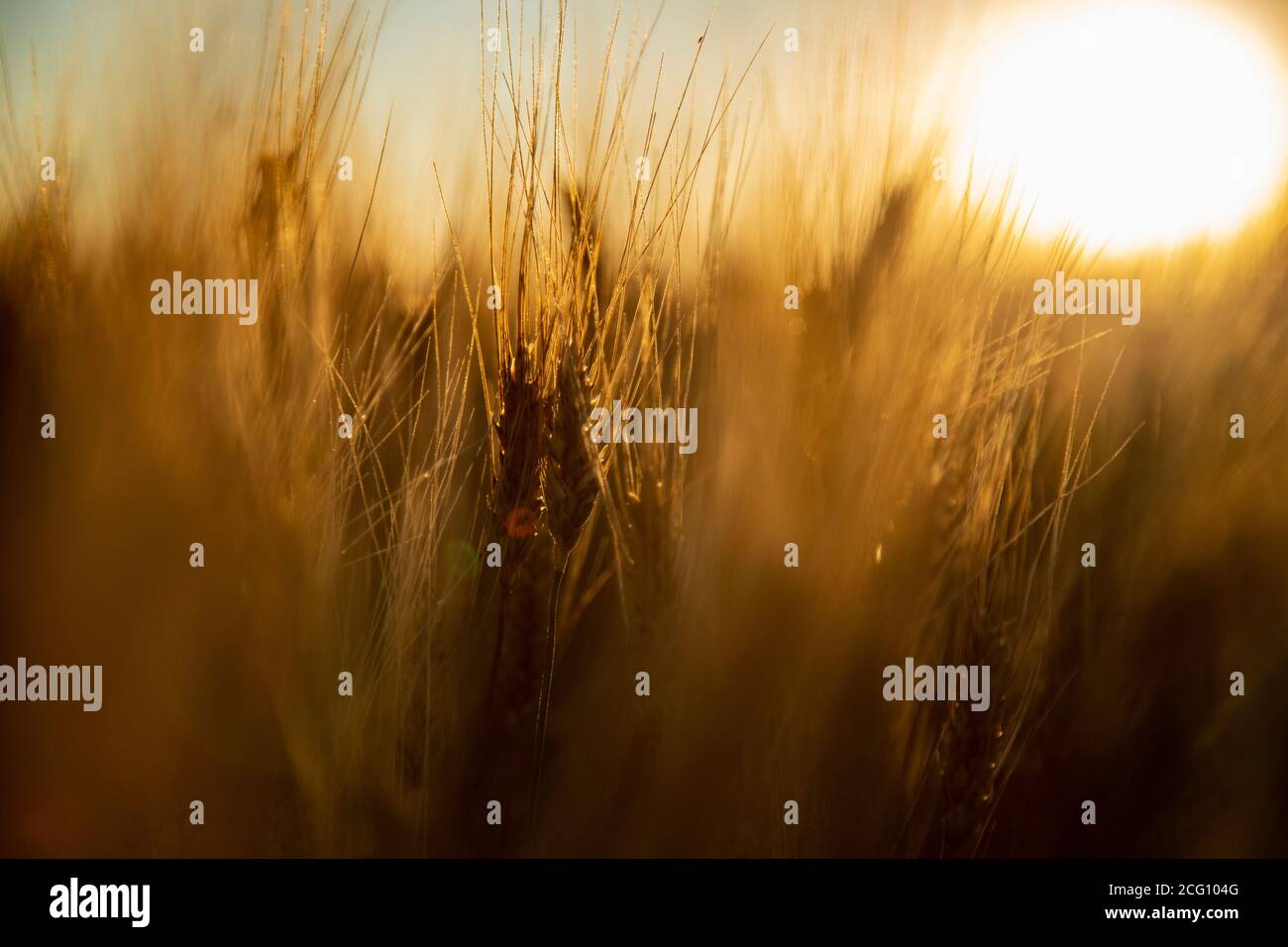 Sunrise over a wheat field hi-res stock photography and images - Alamy