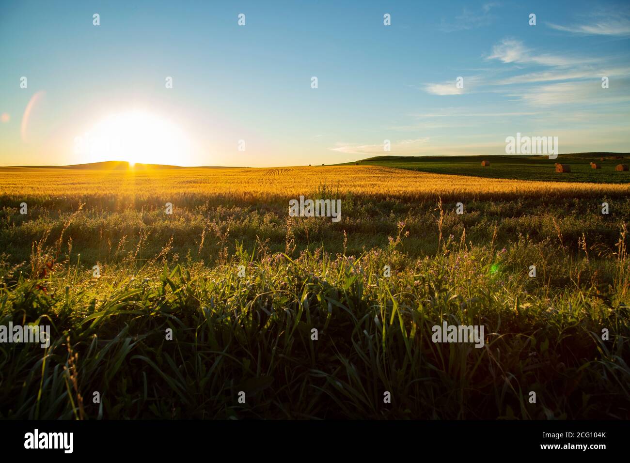 Wide view sunrise over wheat field Stock Photo - Alamy