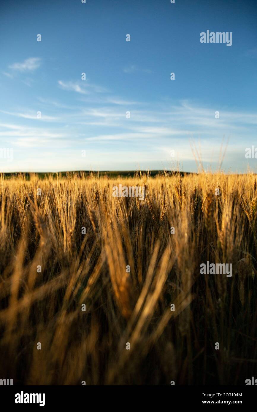 Close up of wheat field at sunrise Stock Photo - Alamy