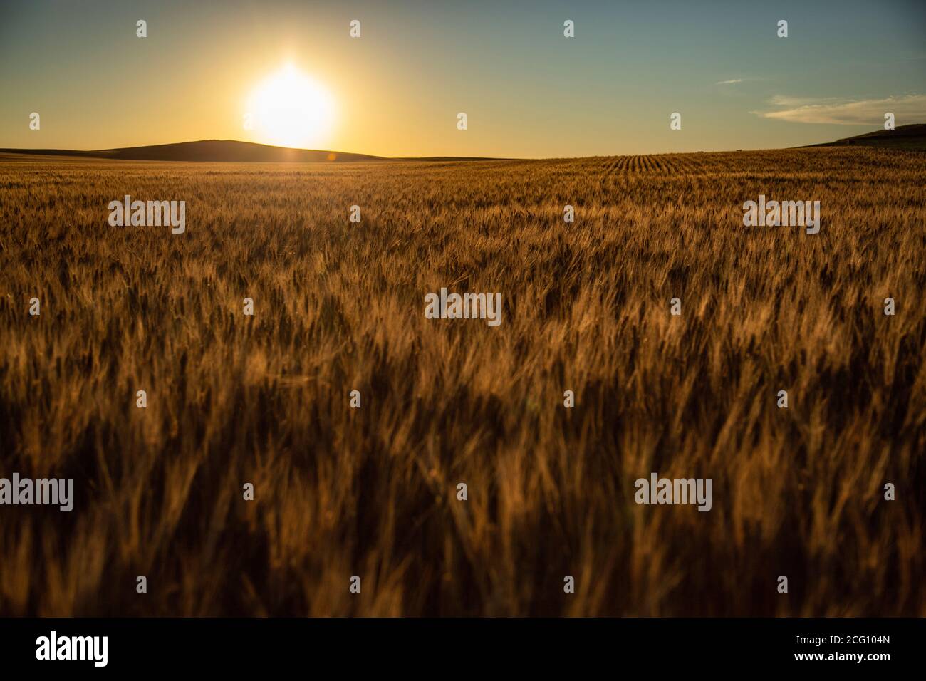 Sunrise over a wheat field hi-res stock photography and images - Alamy
